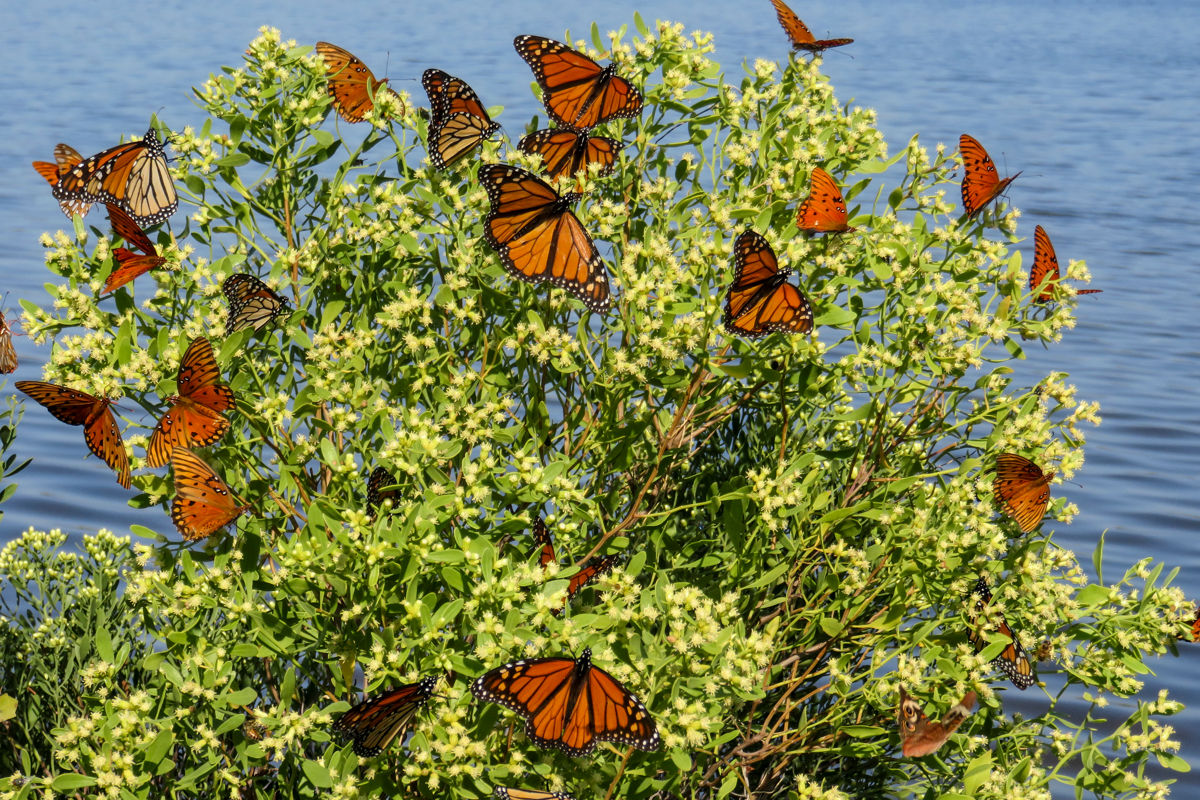 Where to Watch the Monarch Butterfly Migration in Alabama
