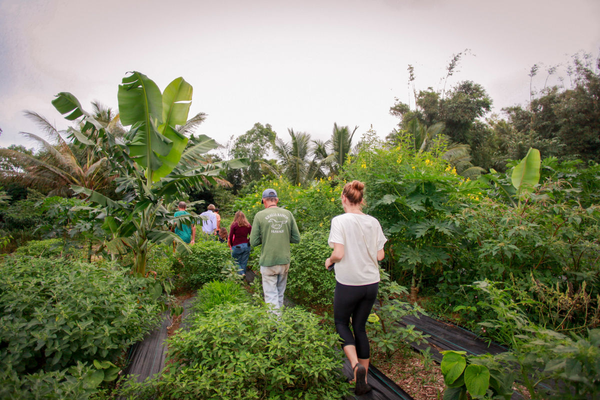 Farm-to-Table Tours in Hawai‘i