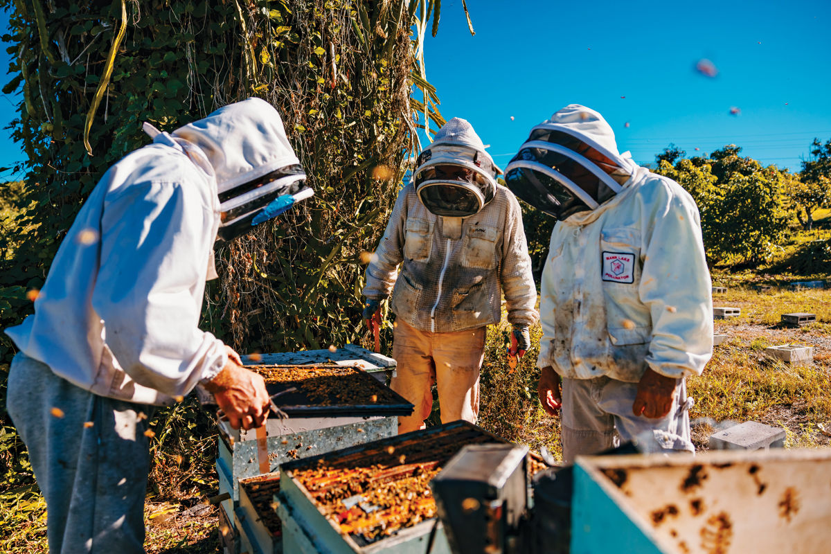 Hawaii’i Island’s Native Bees